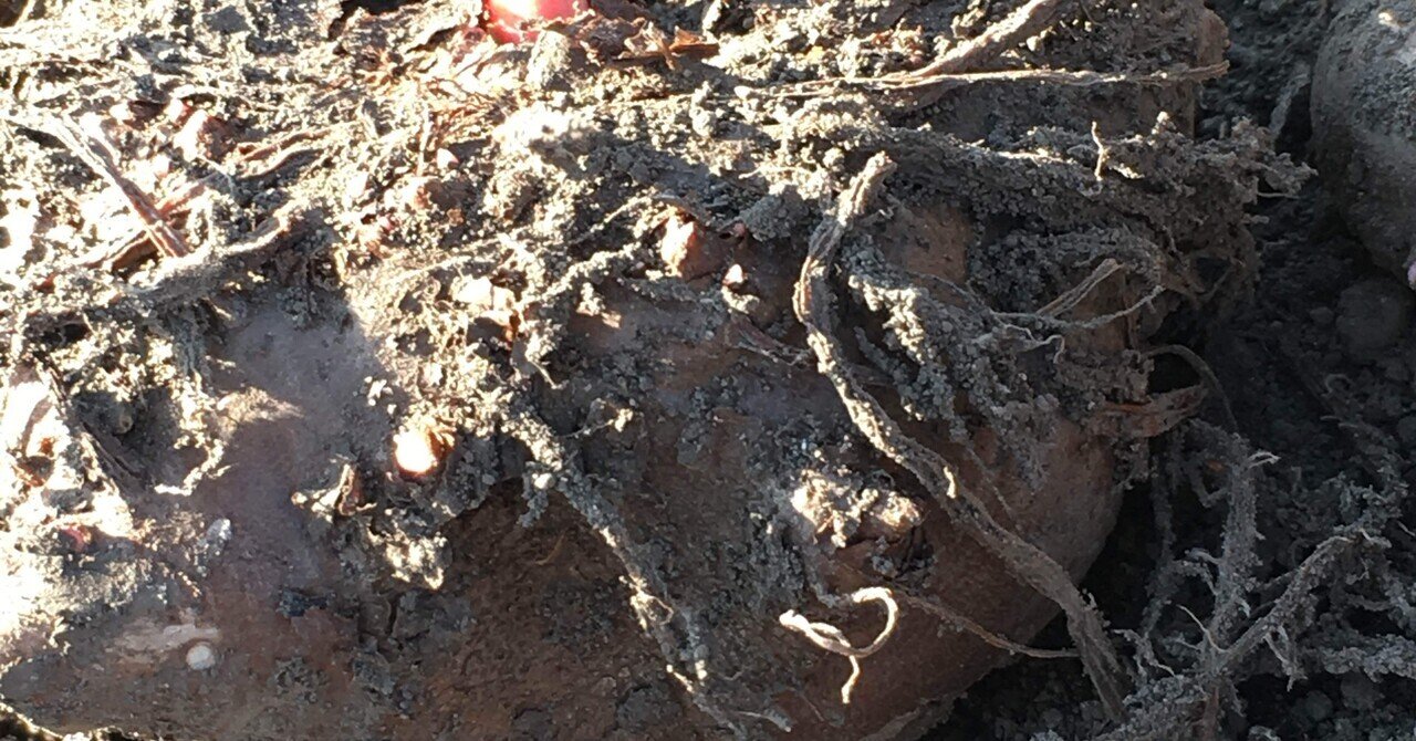 キャリア迷子の末に、私は畑に立っていた｜ENDO SHU