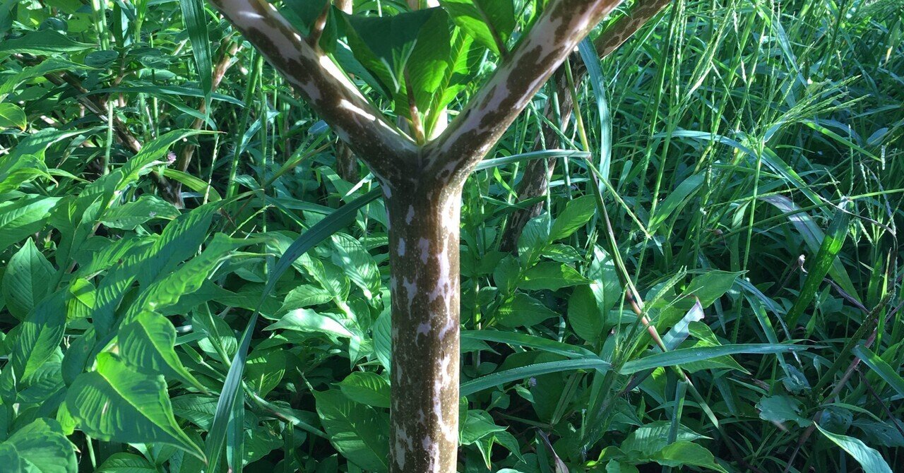 40a全滅。それでも私たちは爆笑していた｜ENDO SHU