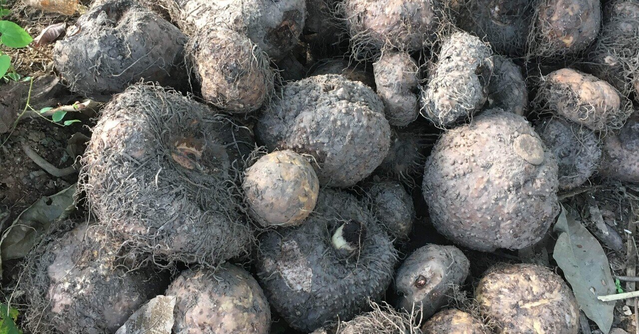 ミャンマーのこんにゃくの話｜ENDO SHU