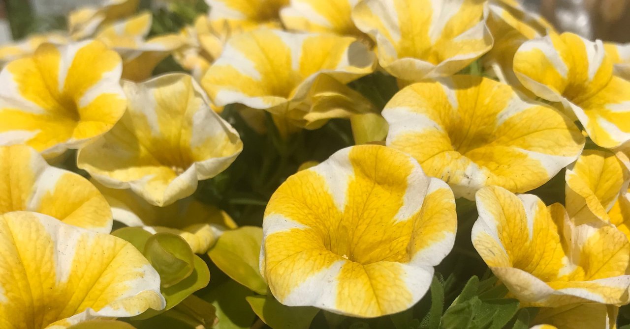 5月5日の日常｜ikumi｜note