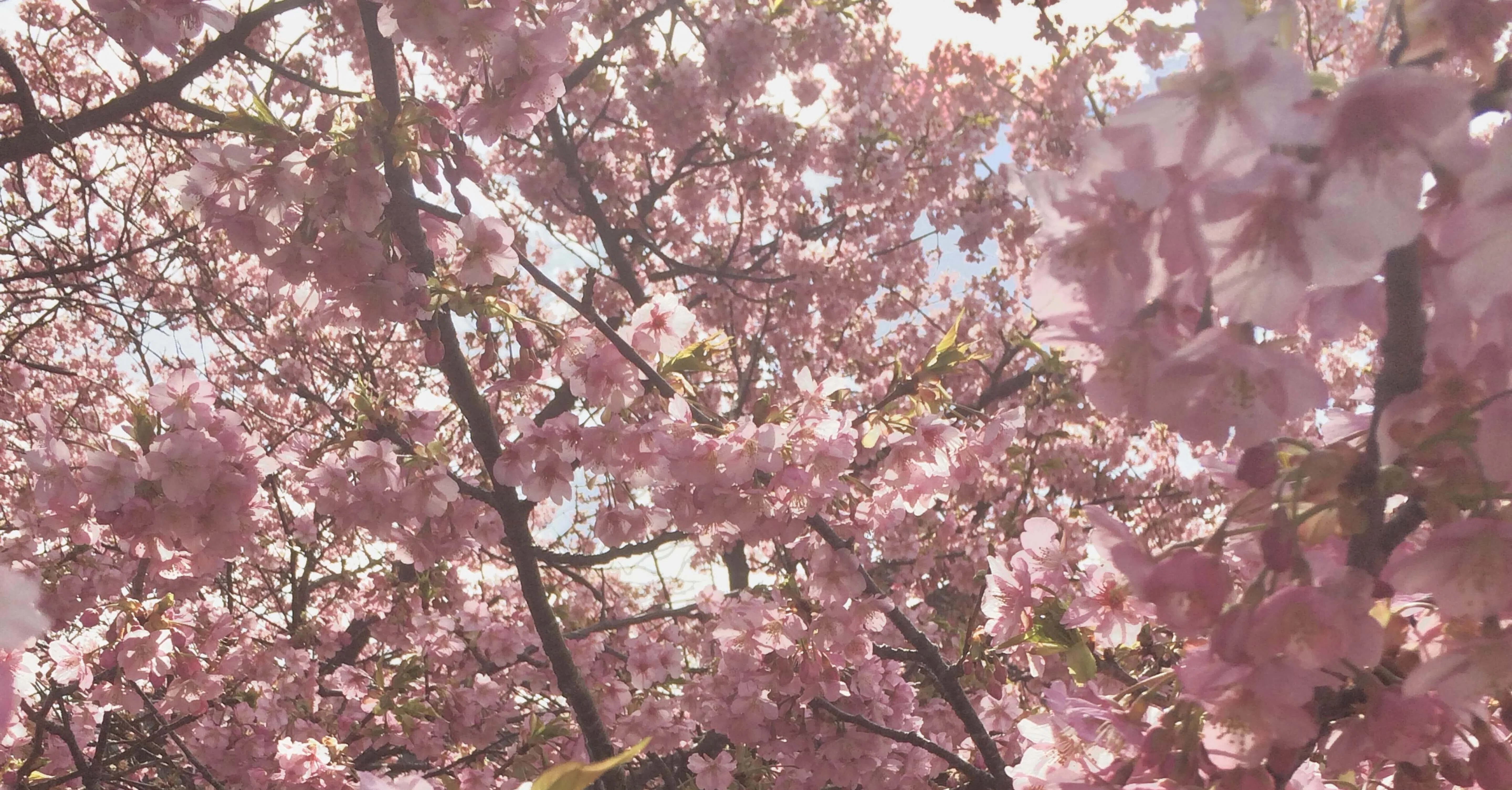 sakura｜note