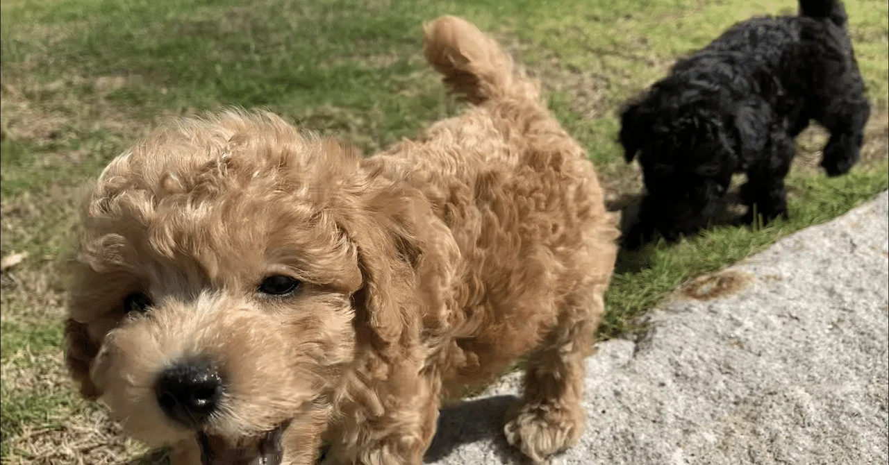 愛犬とのおでかけがもっと快適に｜n725