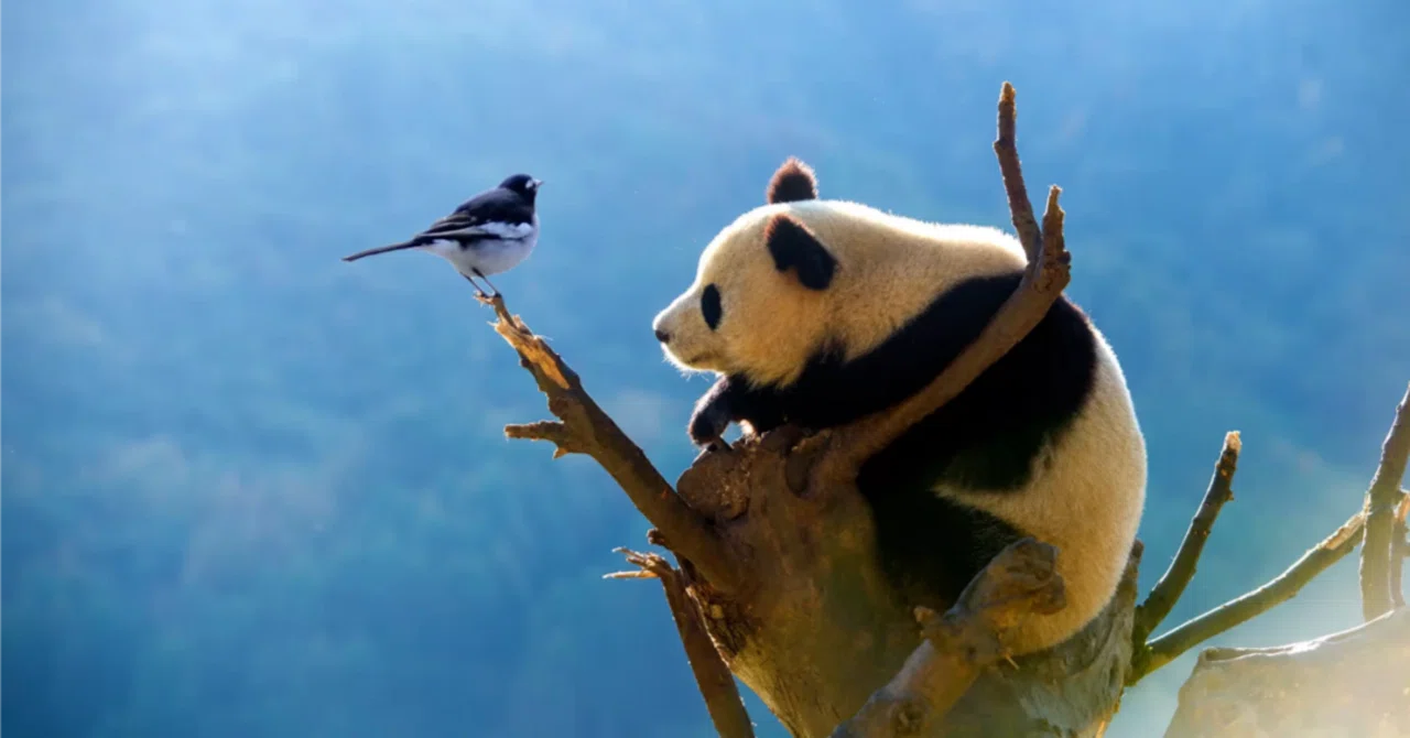 [Classical Chinese Trivia] It's not 'plagiarism'!｜泉聲悠韻