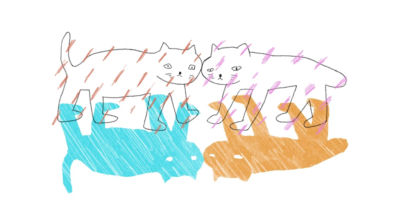 「降りない猫」のための環境づくり〜優秀な執事は“段差を読む”〜｜sinoa