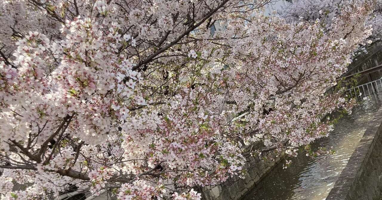 自然を肌で感じる/三都の桜とゆららの湯｜ricot