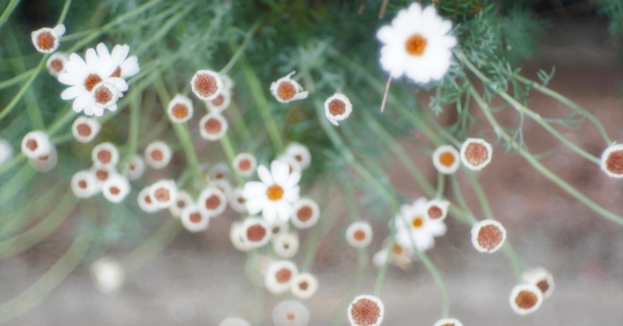 散歩の再開｜K.zaki｜note