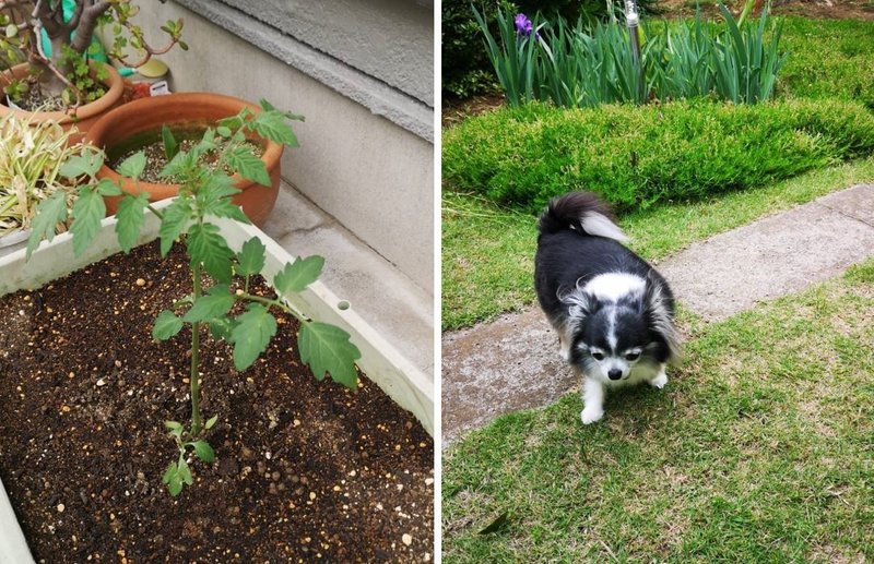 【販促のミカタ】Vol.12 Nextage 次の当たり前｜初心者マーケター。｜note