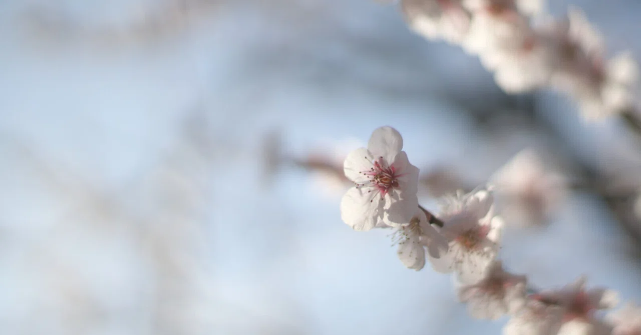 今年の春を撮るために、レンズをひとつ買いました！｜shunki | ちょうど写真の沼にいます