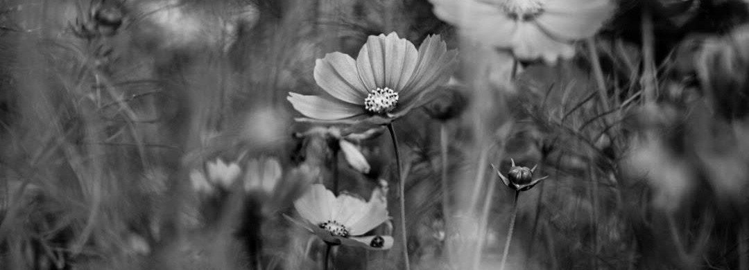 Chisato Inoue｜note