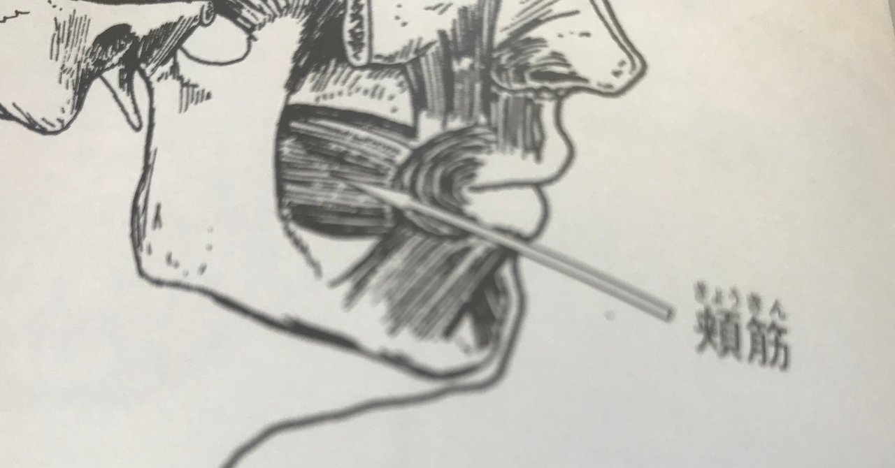 頬筋と軟口蓋について｜笹倉慎介／Shinsuke Sasakura