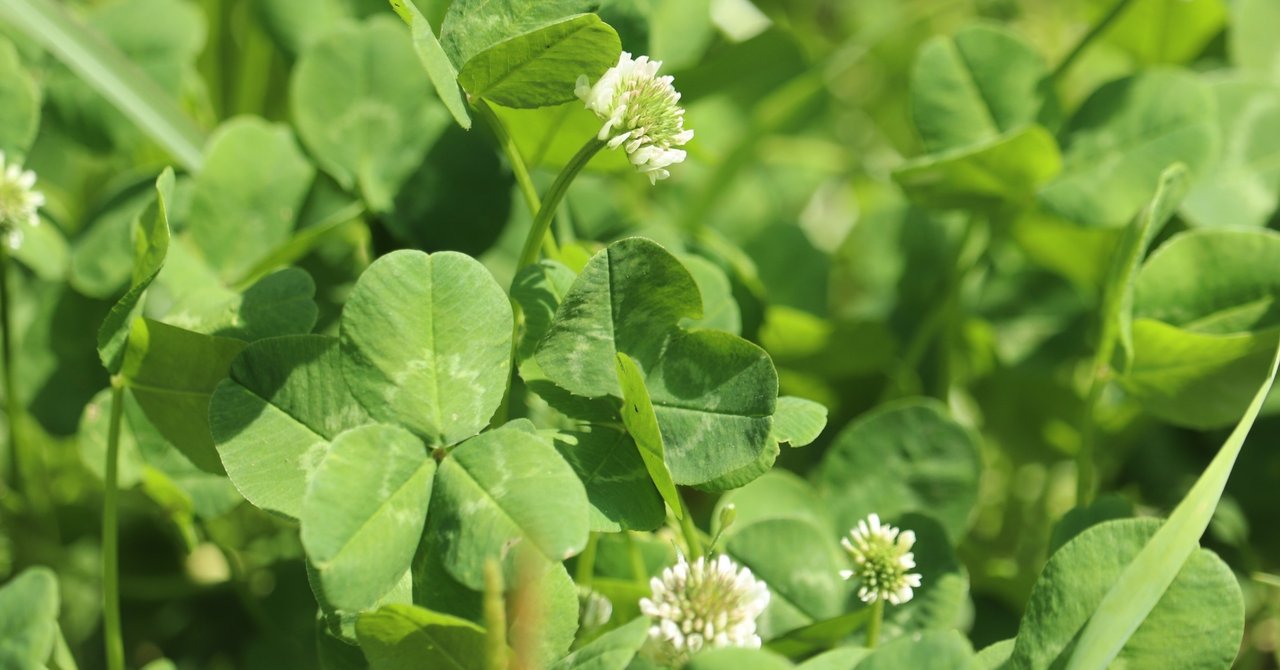 和綿の芽吹き｜Sosyu Kikuchi｜note