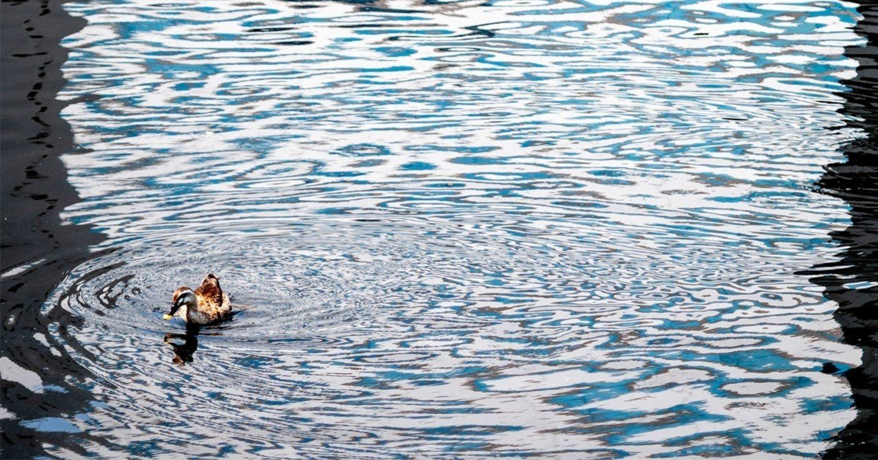 reflection/distortion_bird_03 (photo gallery)｜ぷらいまり。