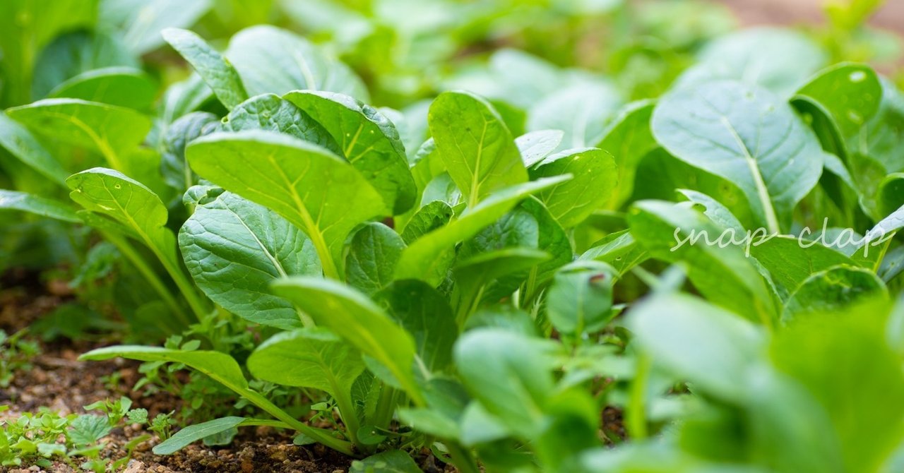 半農半カメラマンの小さな庭｜snap-clap！ ～ホームカメラマンmariko～｜note