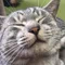 【ポテトの猫猫 日記1】ぼく猫のポテト。僕の1日を教えてあげる。｜RISA