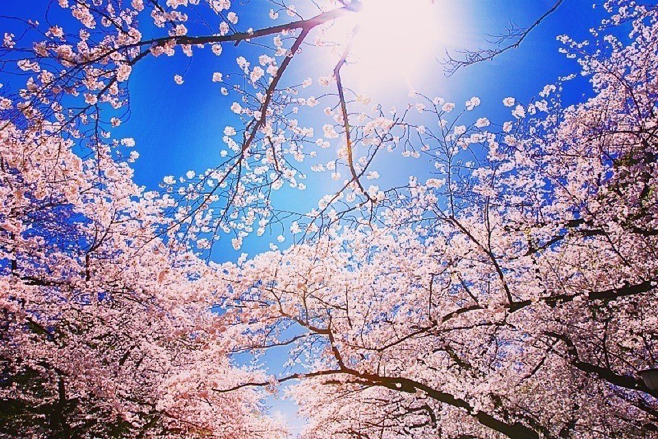 Yuri photography｜note