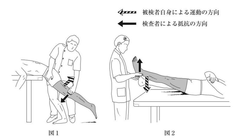 徒手筋力検査法(MMT)について初心者向けにまとめてみました!｜タオル