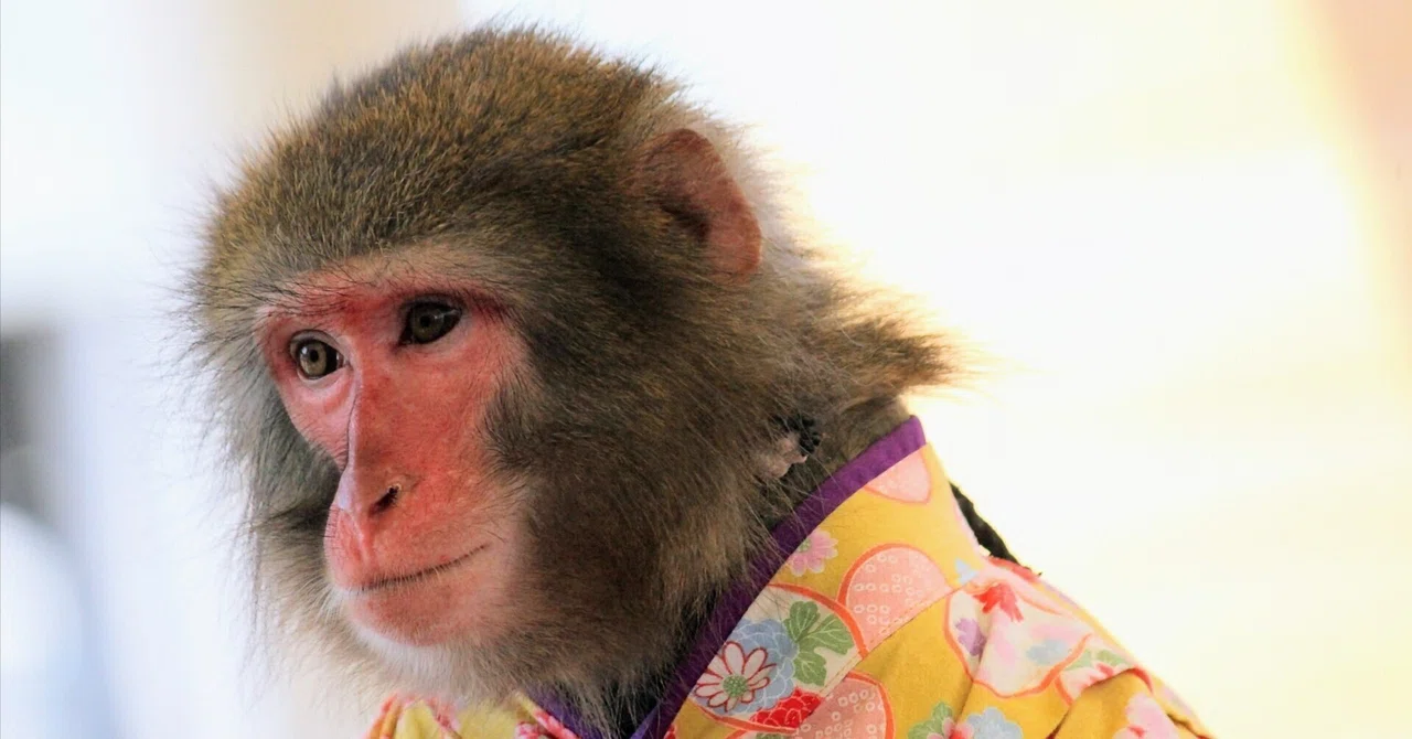 The Science of "Lip Smacking": The Silent Peacemaker. / 平和を守る「リップスマッキング ...