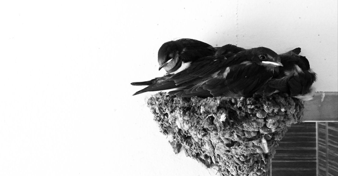 niellä = ツバメ｜harada