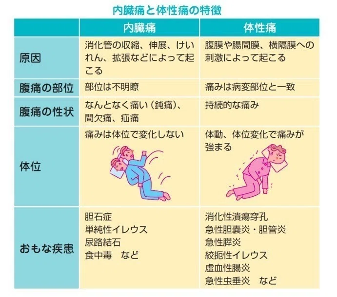内臓と関連痛について｜mahiko