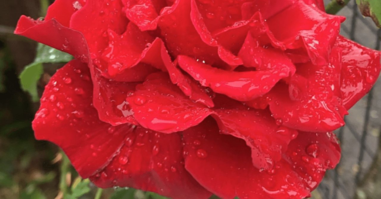 This is your life ｜*yuria*