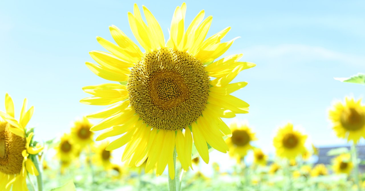 「好きなこと」に人生すべての時間とエネルギーを投資すれば、幸福になる科学的理由｜Toshio Tsukuda（書籍編集者）｜note