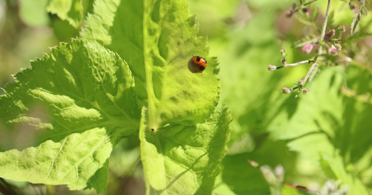 トイレはどこに｜Sosyu Kikuchi｜note