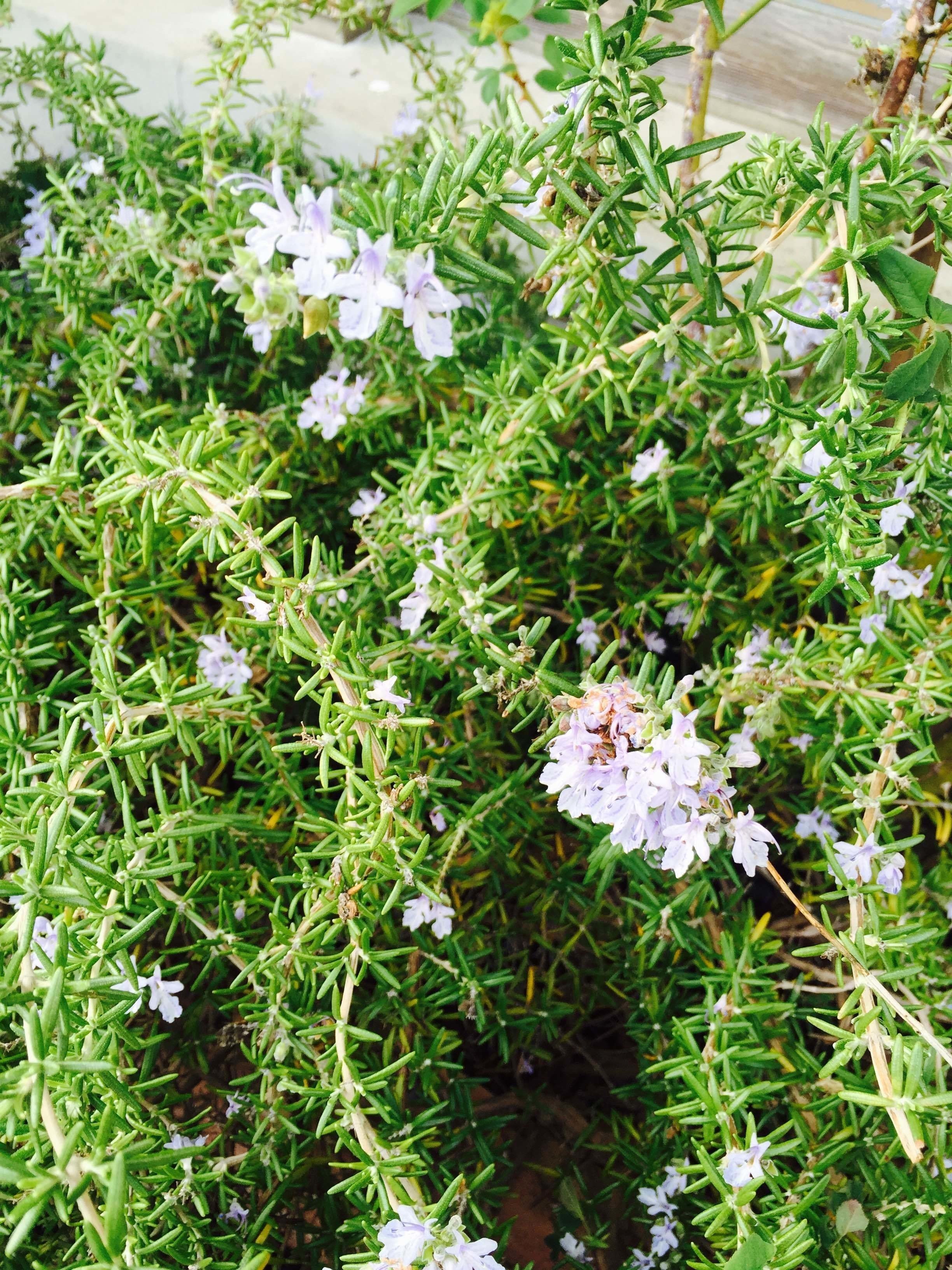 rosemary_aroma｜note