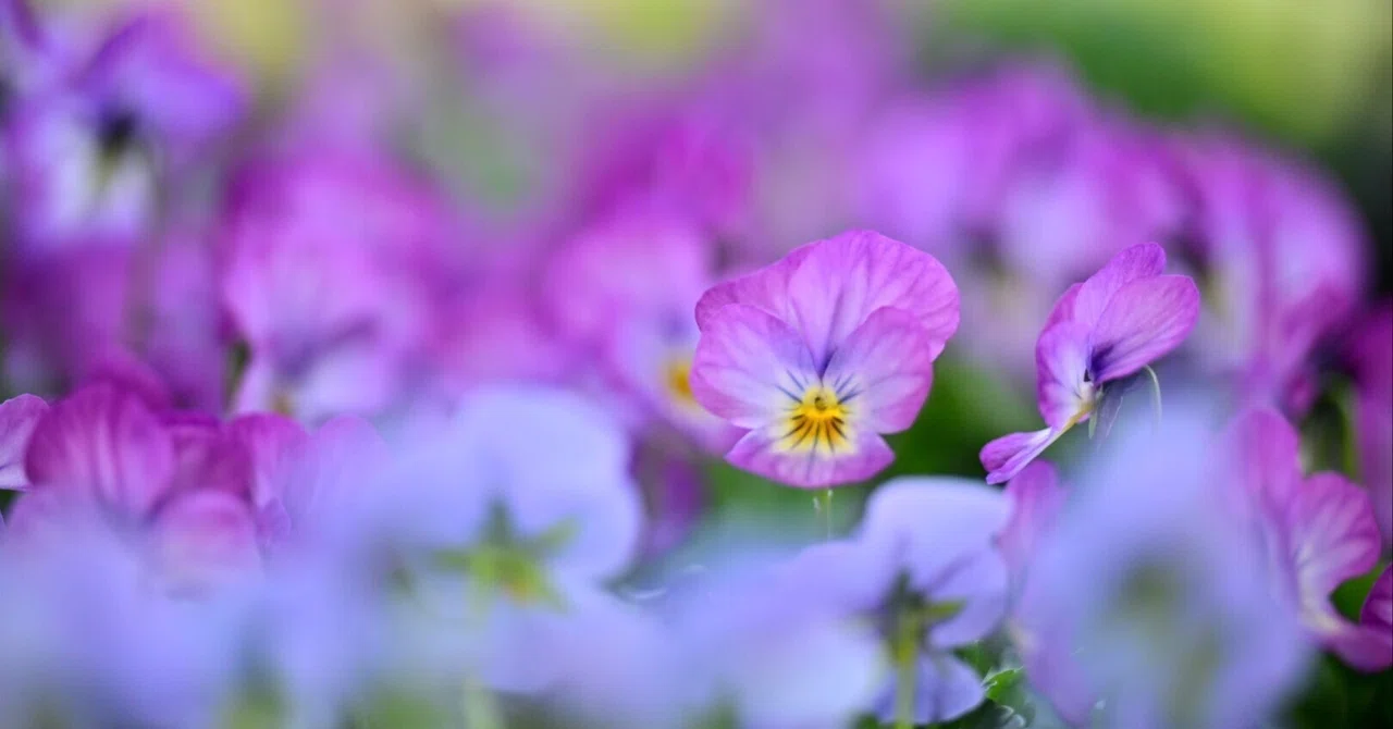 Color｜光