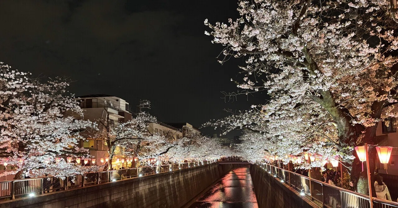 桜｜likey_h2