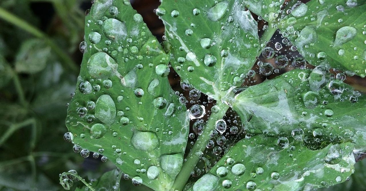 雨のシンクロ｜すずきもえ｜note