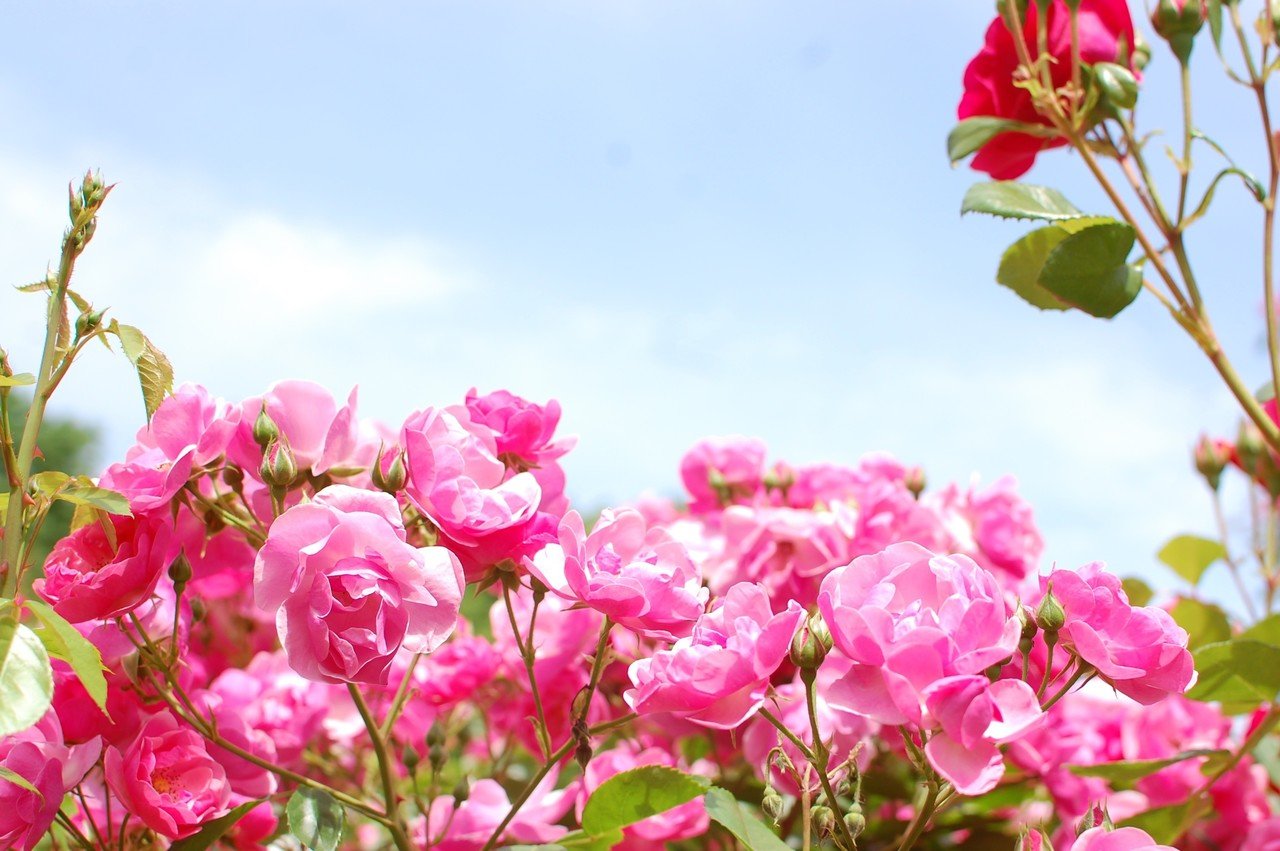 東京渋谷区、ROSE咲き乱れ♩｜Oli SAORI