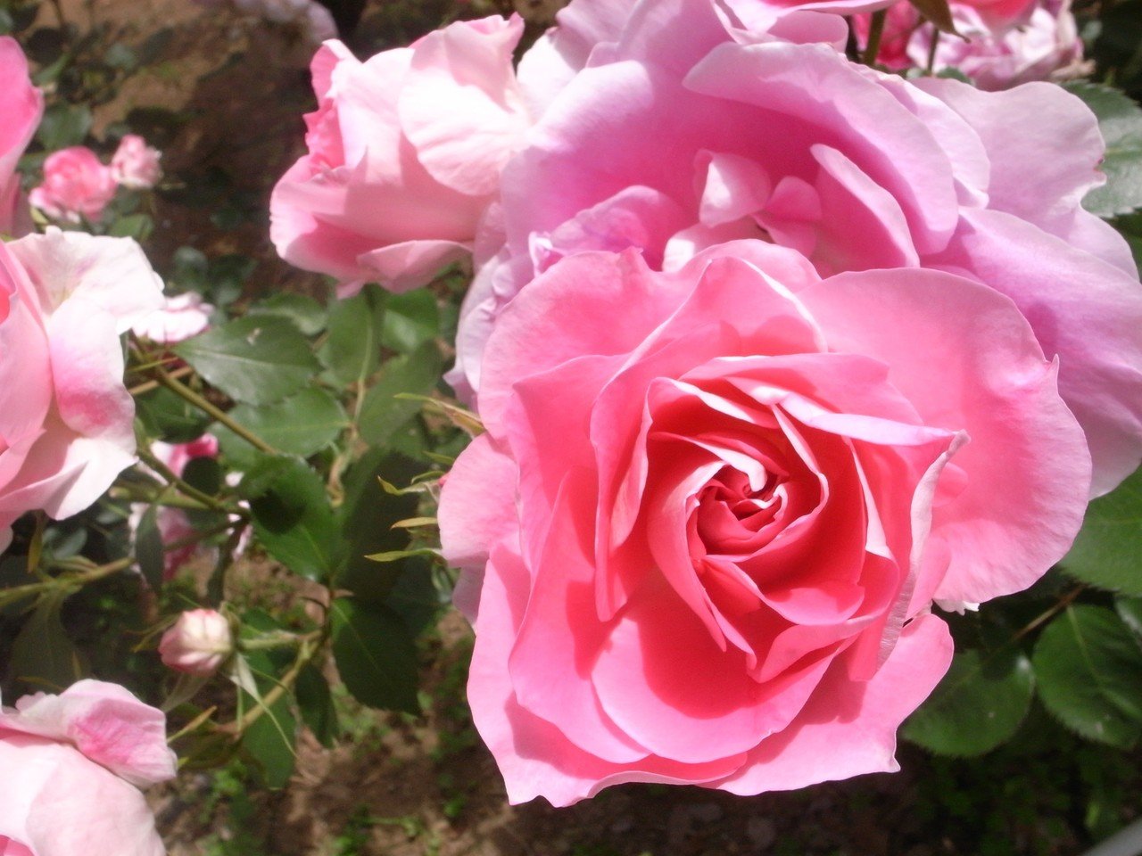 東京渋谷区、ROSE咲き乱れ♩｜Oli SAORI