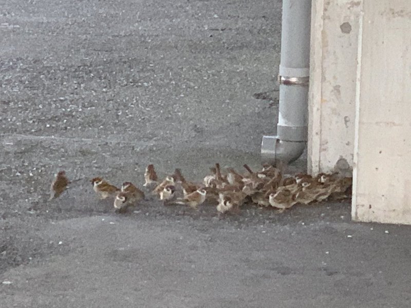 第1038回 スカベンジャーな身近な鳥｜翆野 大地