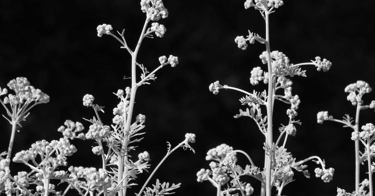 シュリンクすることを良しとする｜Ryosuke Yamaguchi