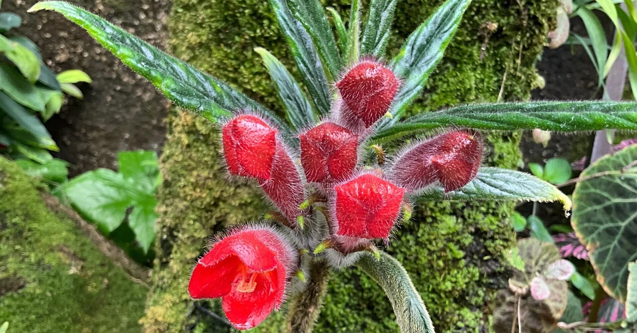 コルムネア・フレキシフロラ（京都府立植物園）：2026年4月9日（木）｜藤井秀昭（『京都居候叢書』著者）
