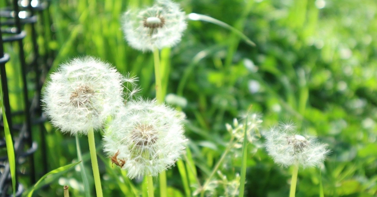 シンガポールから日本に本帰国したら、日本の”ふつう”が”感動！“に変わっていた話＃3｜西川まゆ｜Mayu Nishikawa｜note