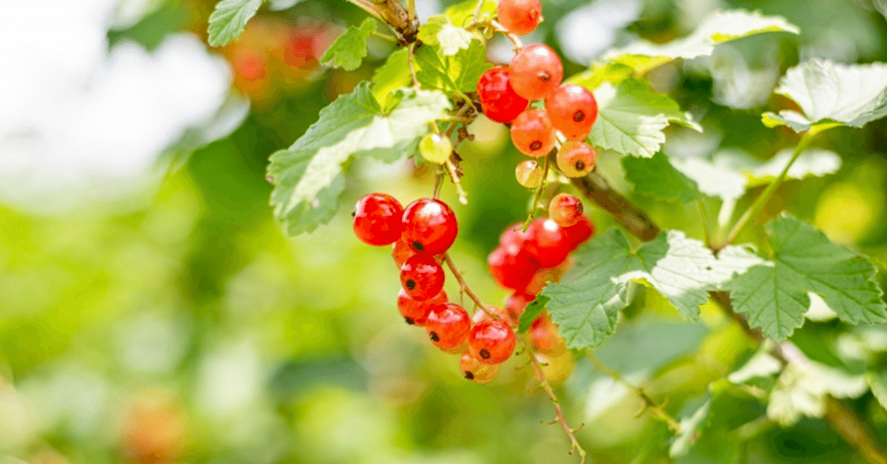 好き｜*yuria*｜note