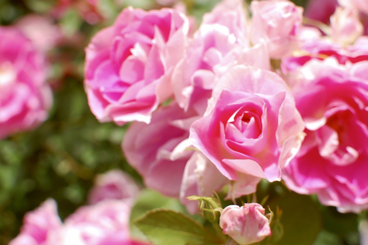 東京渋谷区、ROSE咲き乱れ♩｜Oli SAORI