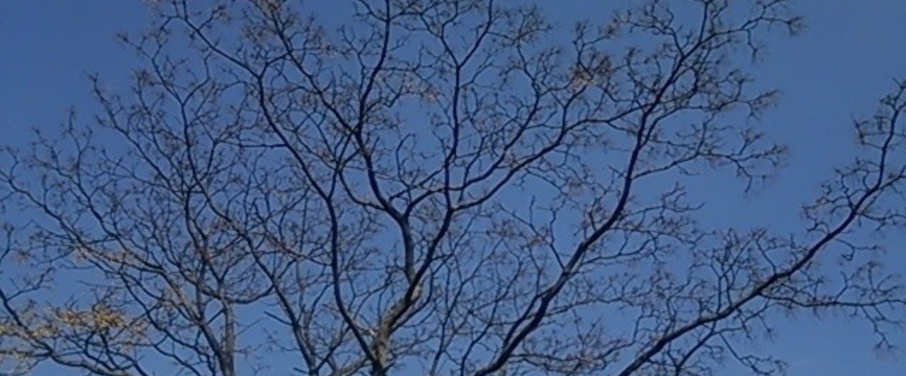 YOGA IS HOW TO LIVE.｜miyoga｜note