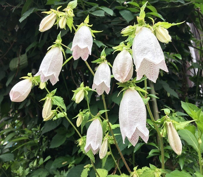 14ひきのおつきみ（14匹シリーズ 第6回/全12回）｜pirokichi