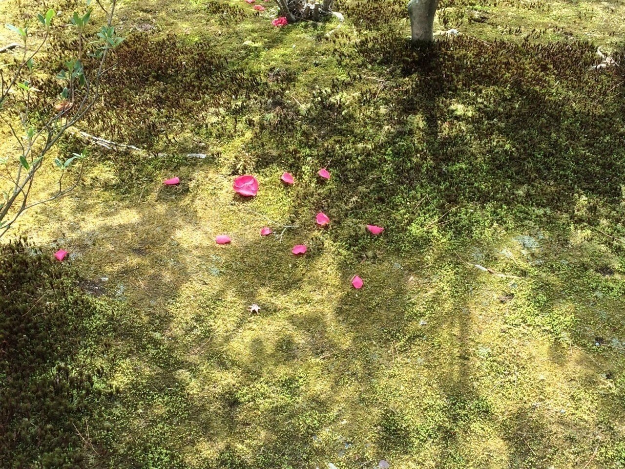 3/13@天龍寺 パート②｜さより