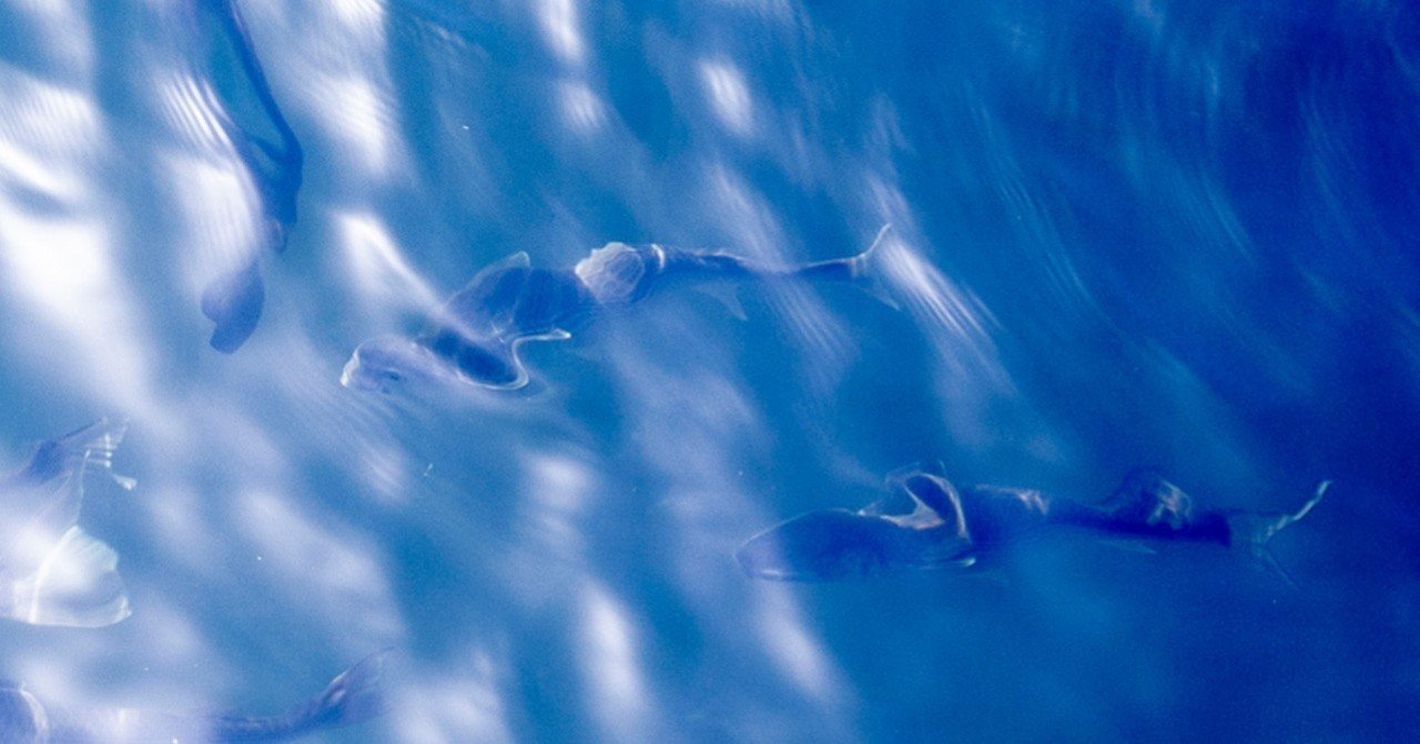 reflection/distortion_fish_02 (photo gallery)｜ぷらいまり。