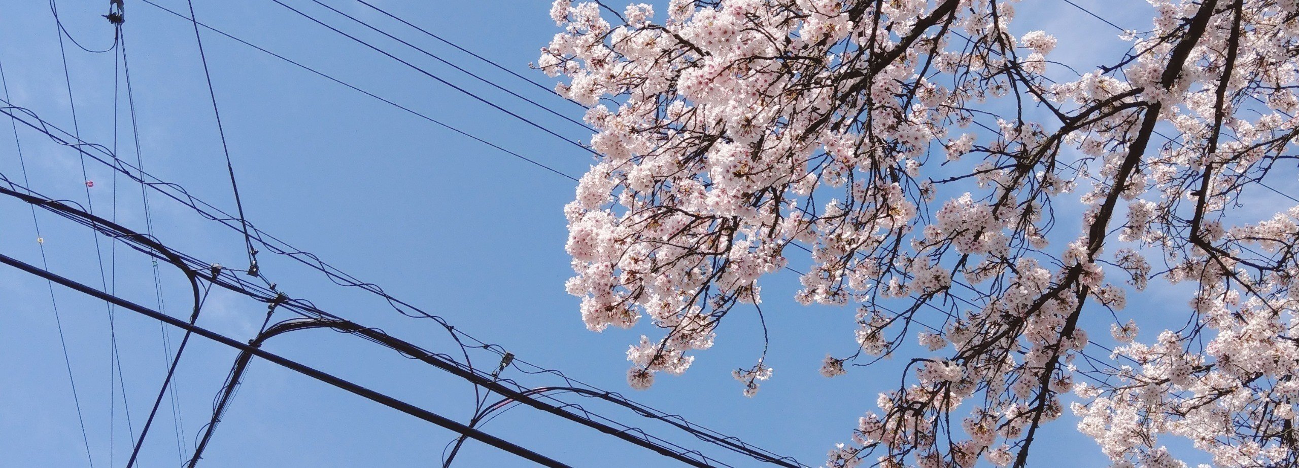 Lin, Wei-Ling (ジョイ)｜note