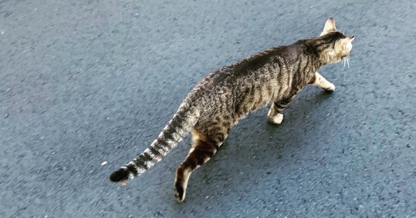 佐藤文香 Sato Ayaka｜note