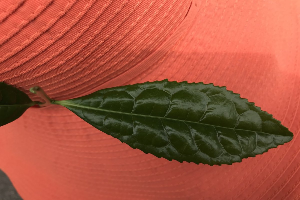 お茶摘み」の人気タグ記事一覧｜note ――つくる、つながる、とどける。