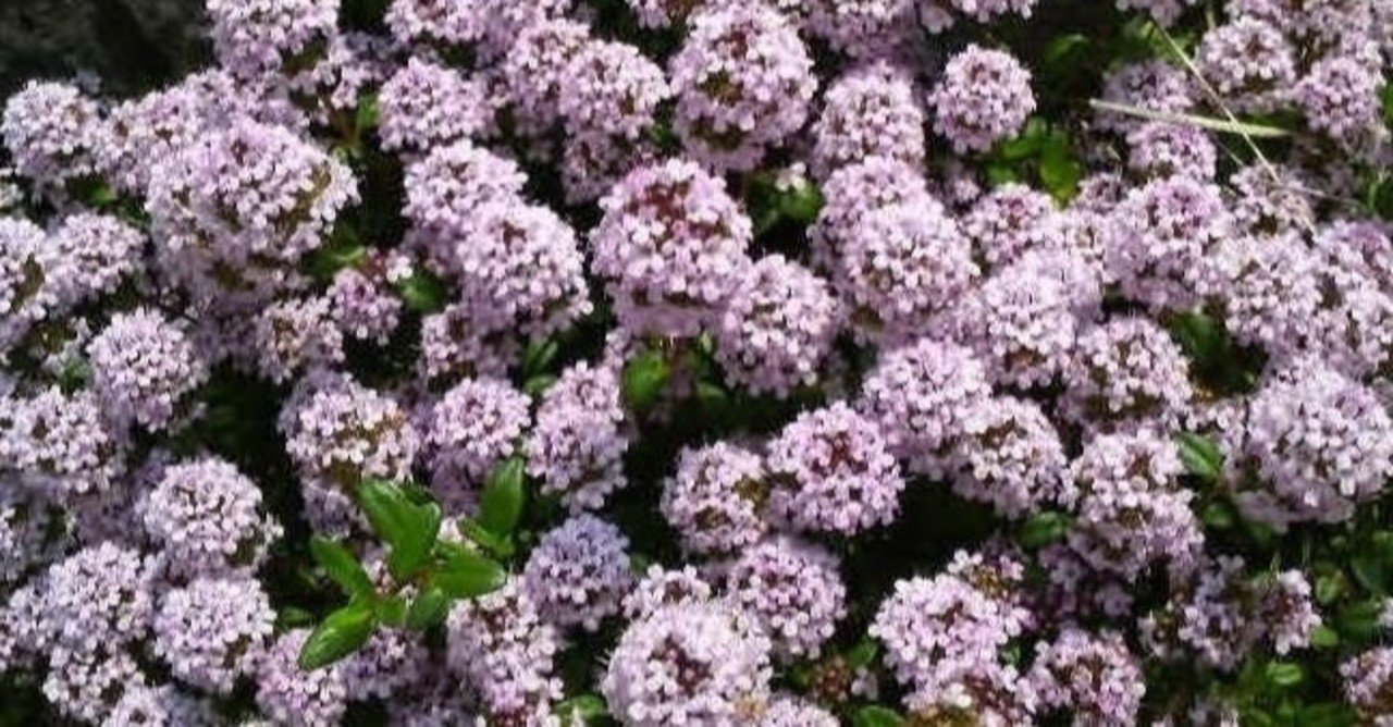 スタッフと私。【一人でお店はできないから。】｜roko｜note