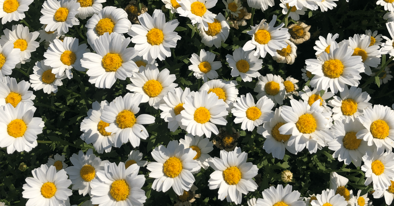 憧れ｜Ibuki｜note