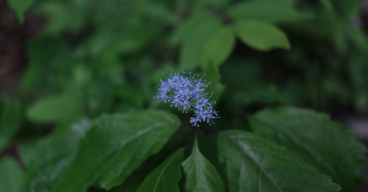 6月が、はじまりました｜和田晶雄｜Akio Wada｜note