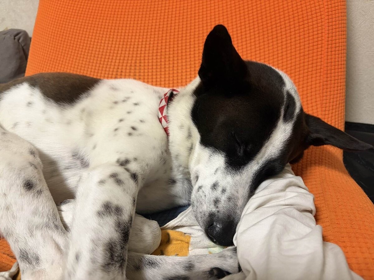 ラミが教えてくれた保護犬との幸せな暮らし｜ダンデライオン＠保護犬広め隊｜保護MIX2匹+保護ハスキー+3代目ボーダーとの暮らし｜金曜日朝投稿