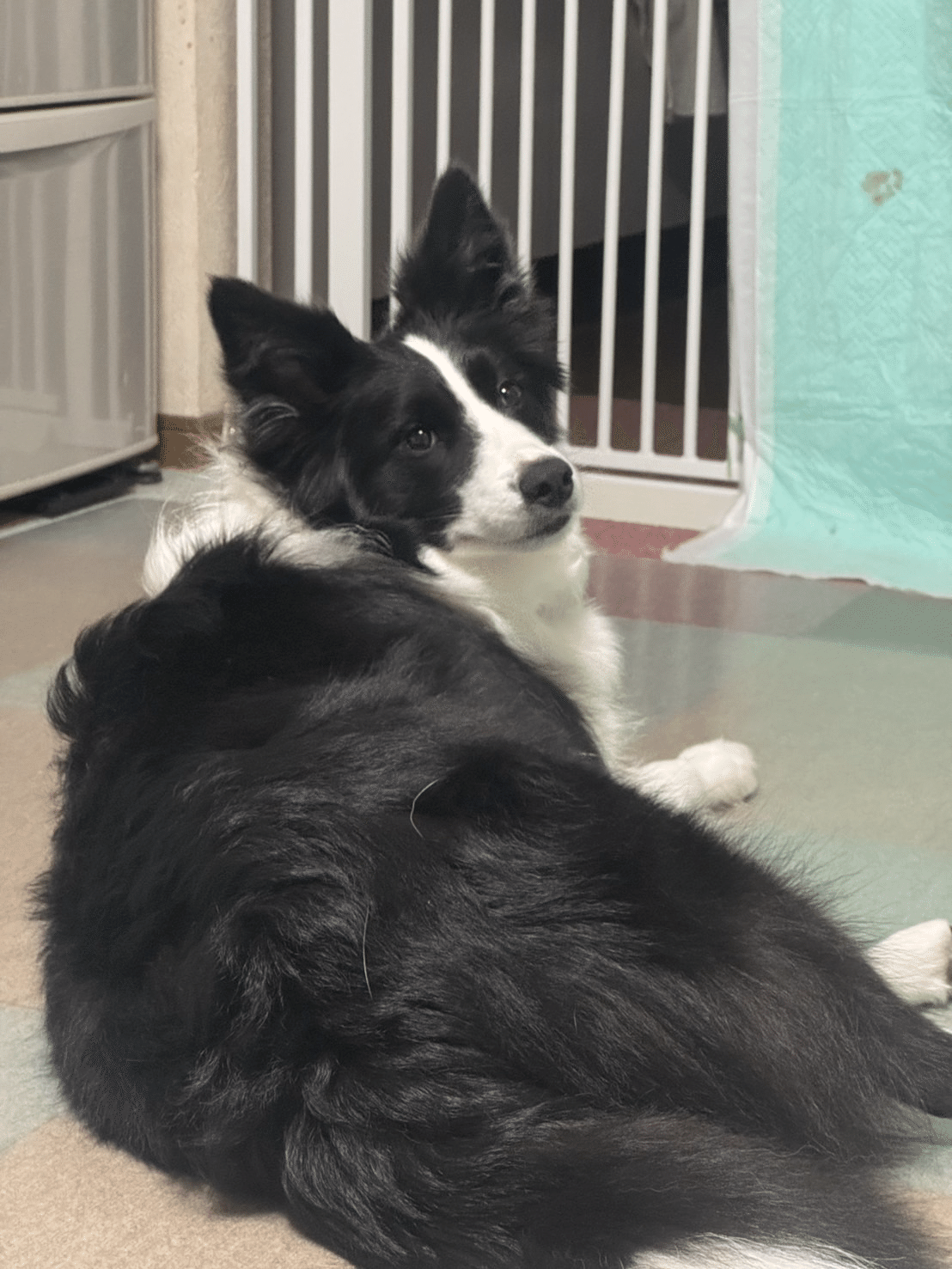 ラミが教えてくれた保護犬との幸せな暮らし｜ダンデライオン＠保護犬広め隊｜保護MIX2匹+保護ハスキー+3代目ボーダーとの暮らし｜金曜日朝投稿